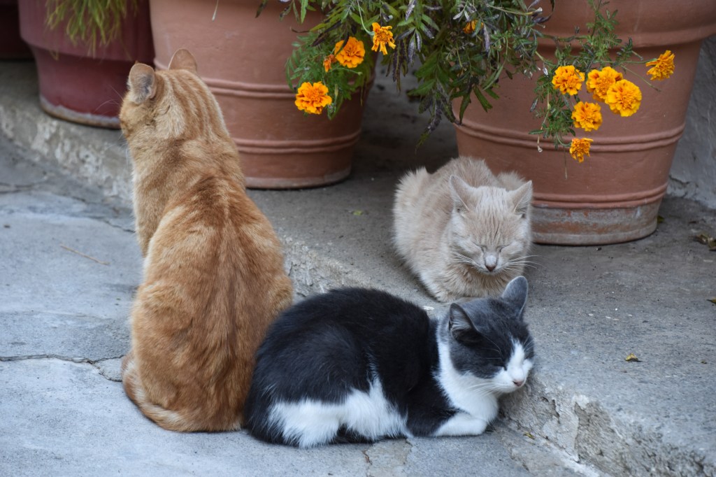 A Peek at Life inside the Pantanassa Monastery in Mystras – Capturing ...